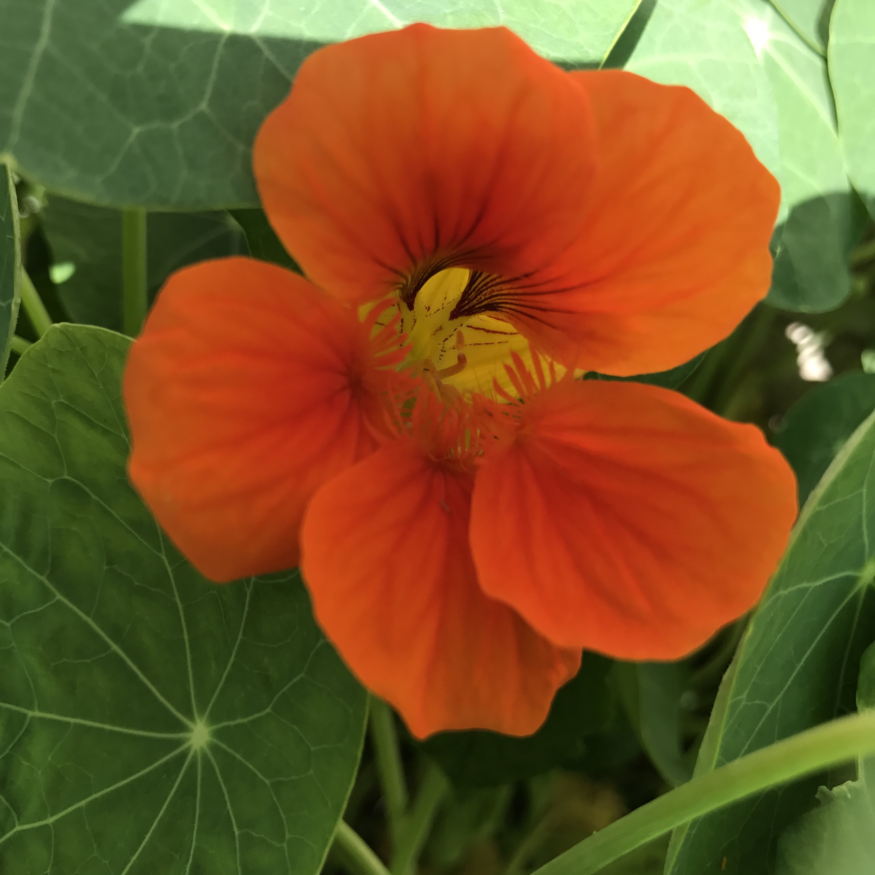 January Squares – sketchingwords.com